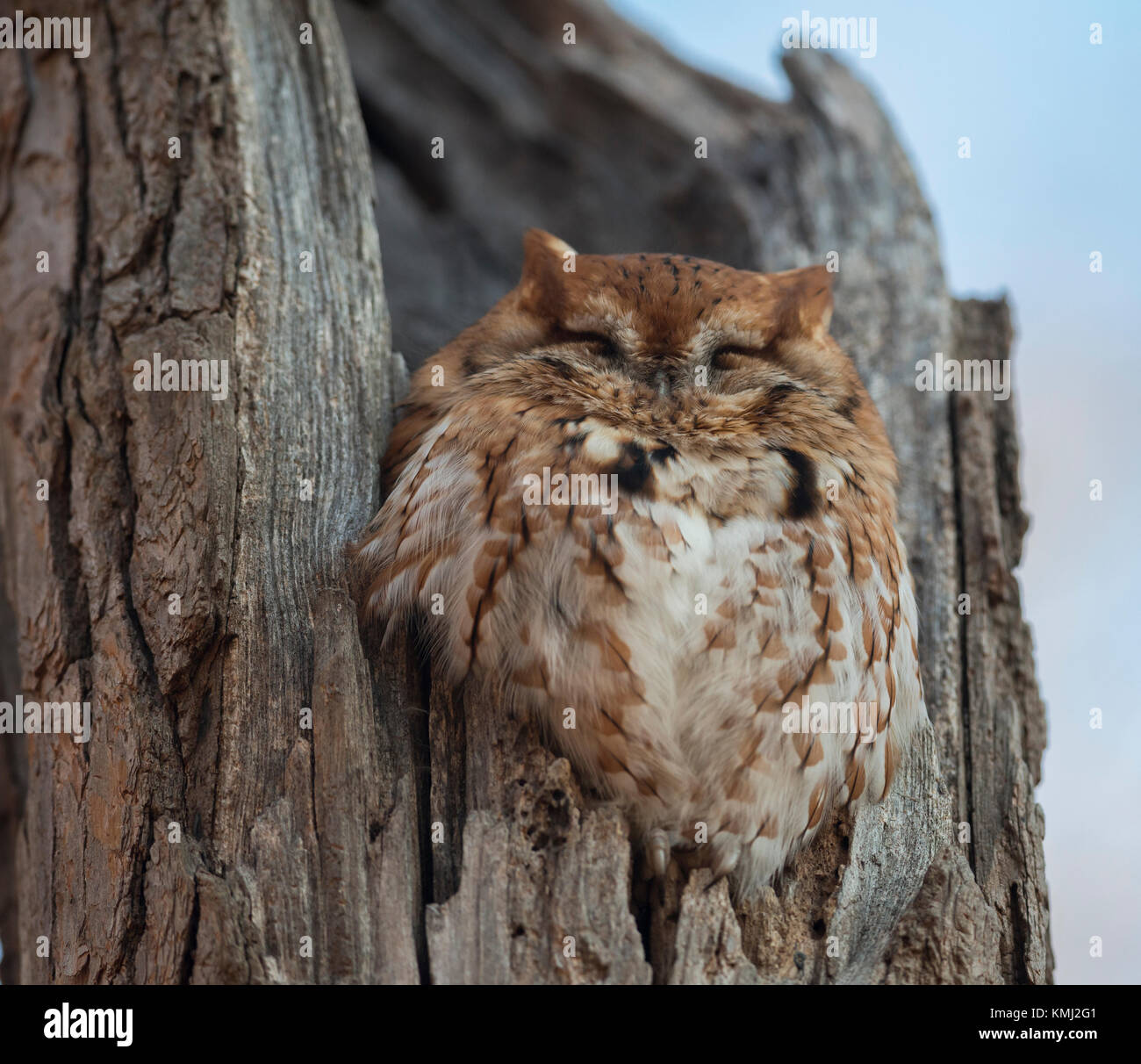 Eastern Screech Owl in a tree Stock Photo - Alamy