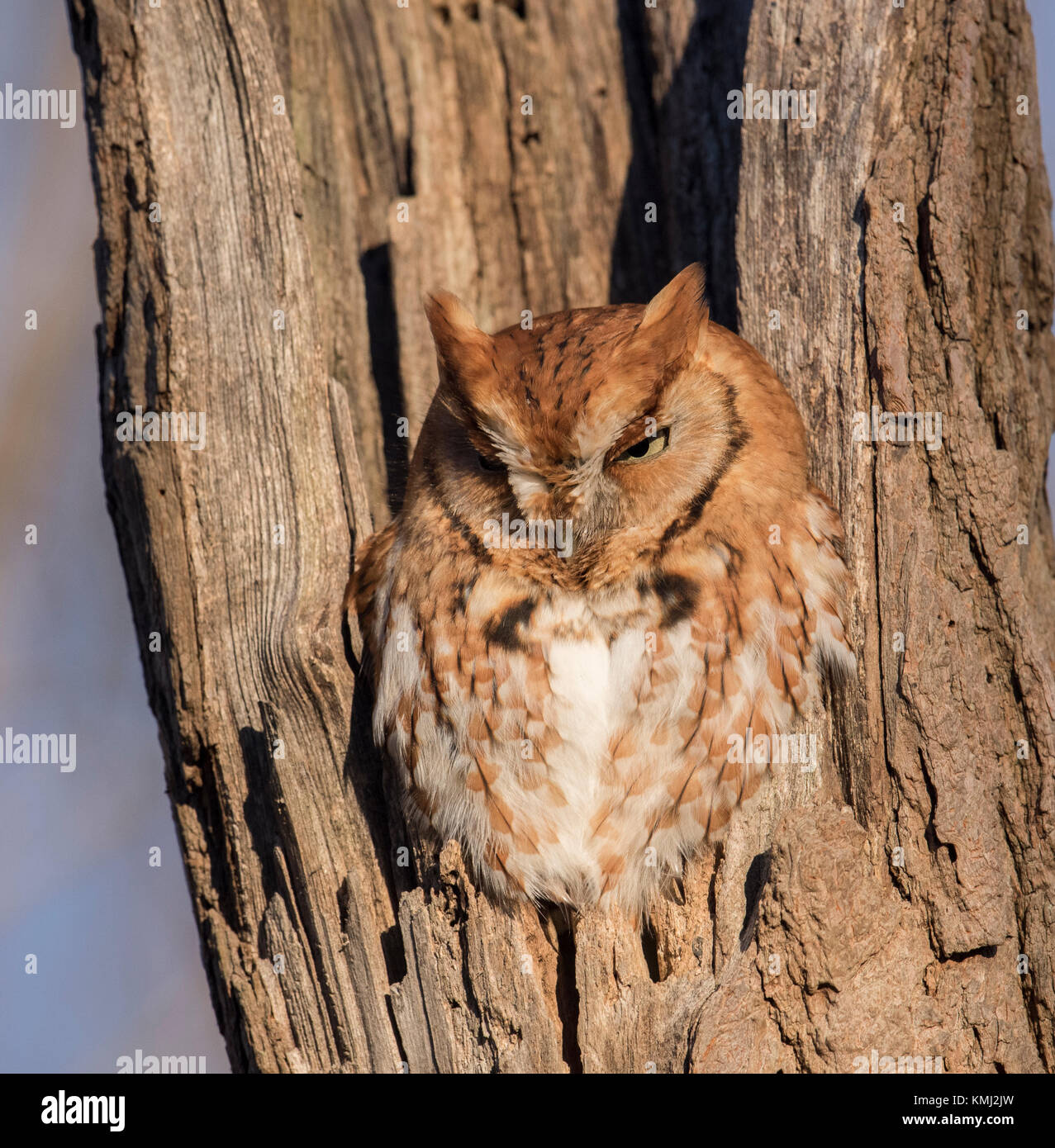 Eastern Screech Owl in a tree Stock Photo - Alamy