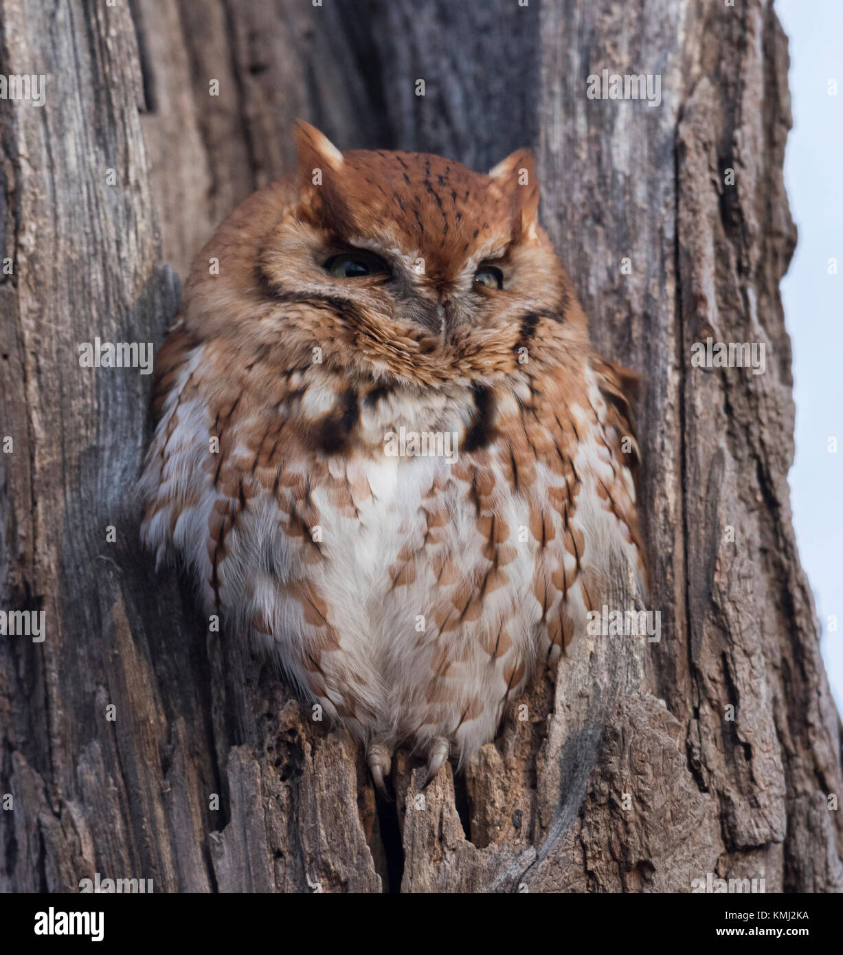 Screech Owl Flying Stock Photos & Screech Owl Flying Stock Images - Alamy