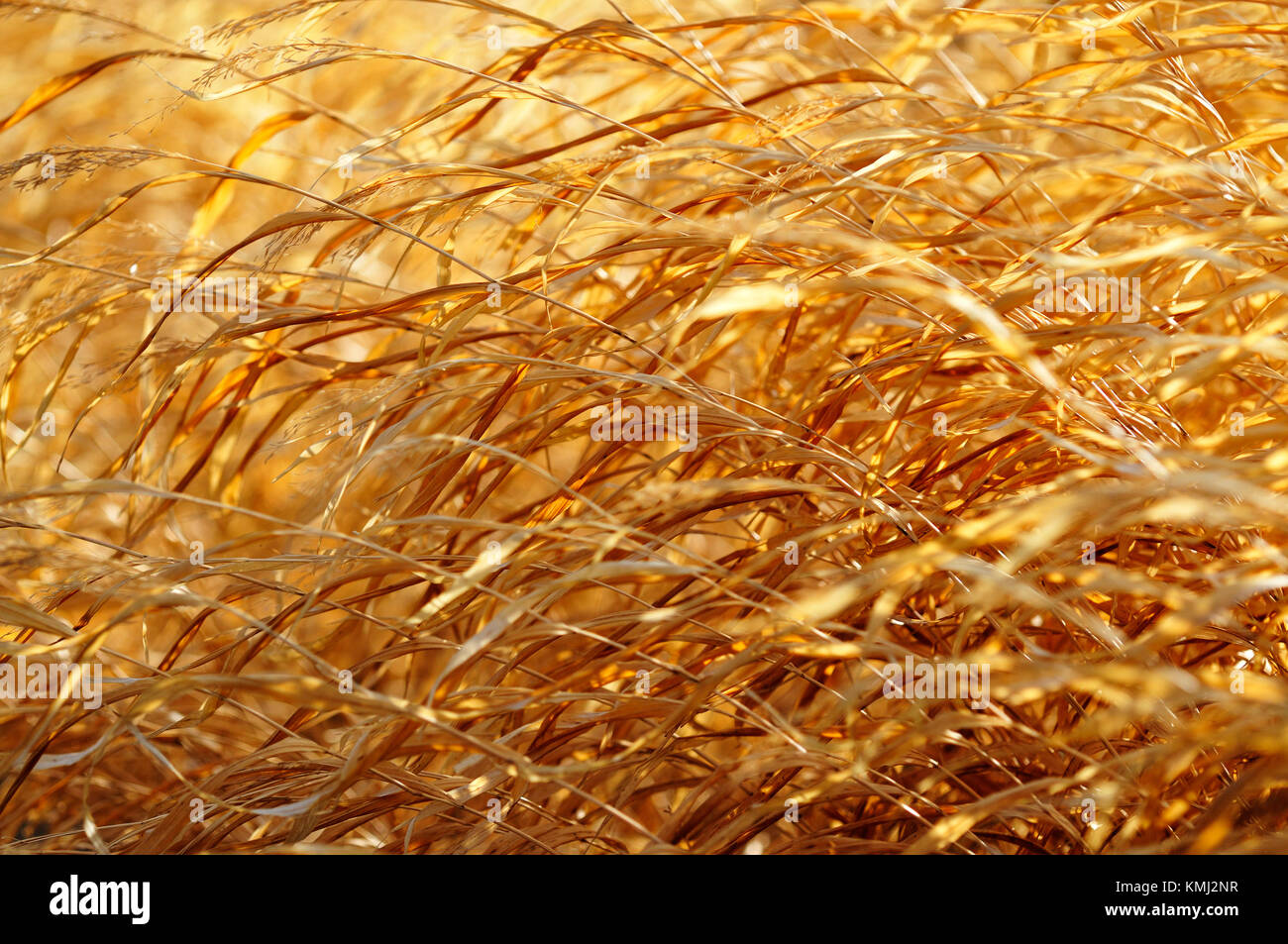 Ornamental grass, autumn background Stock Photo - Alamy