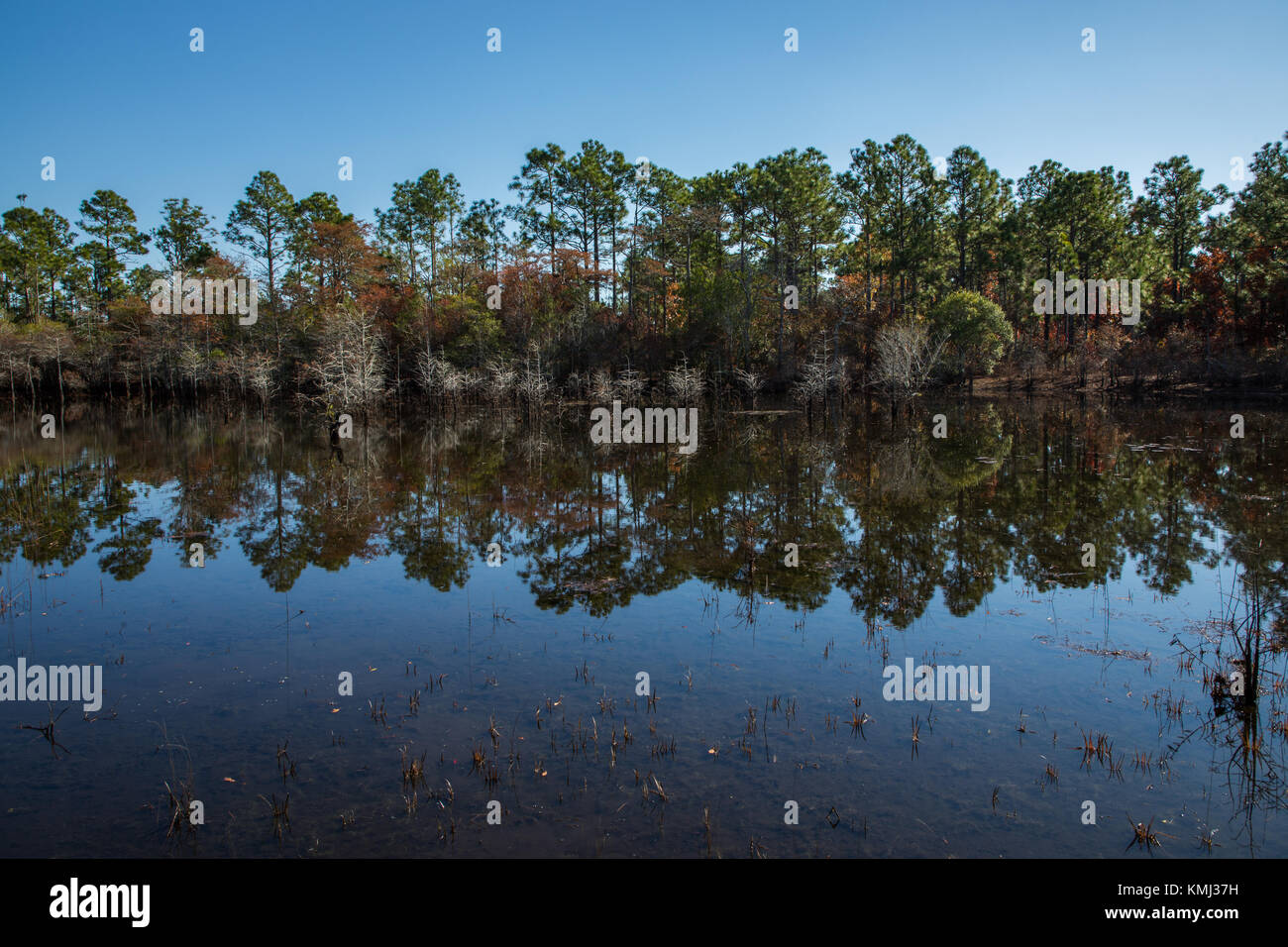 Marshy pond hi-res stock photography and images - Alamy