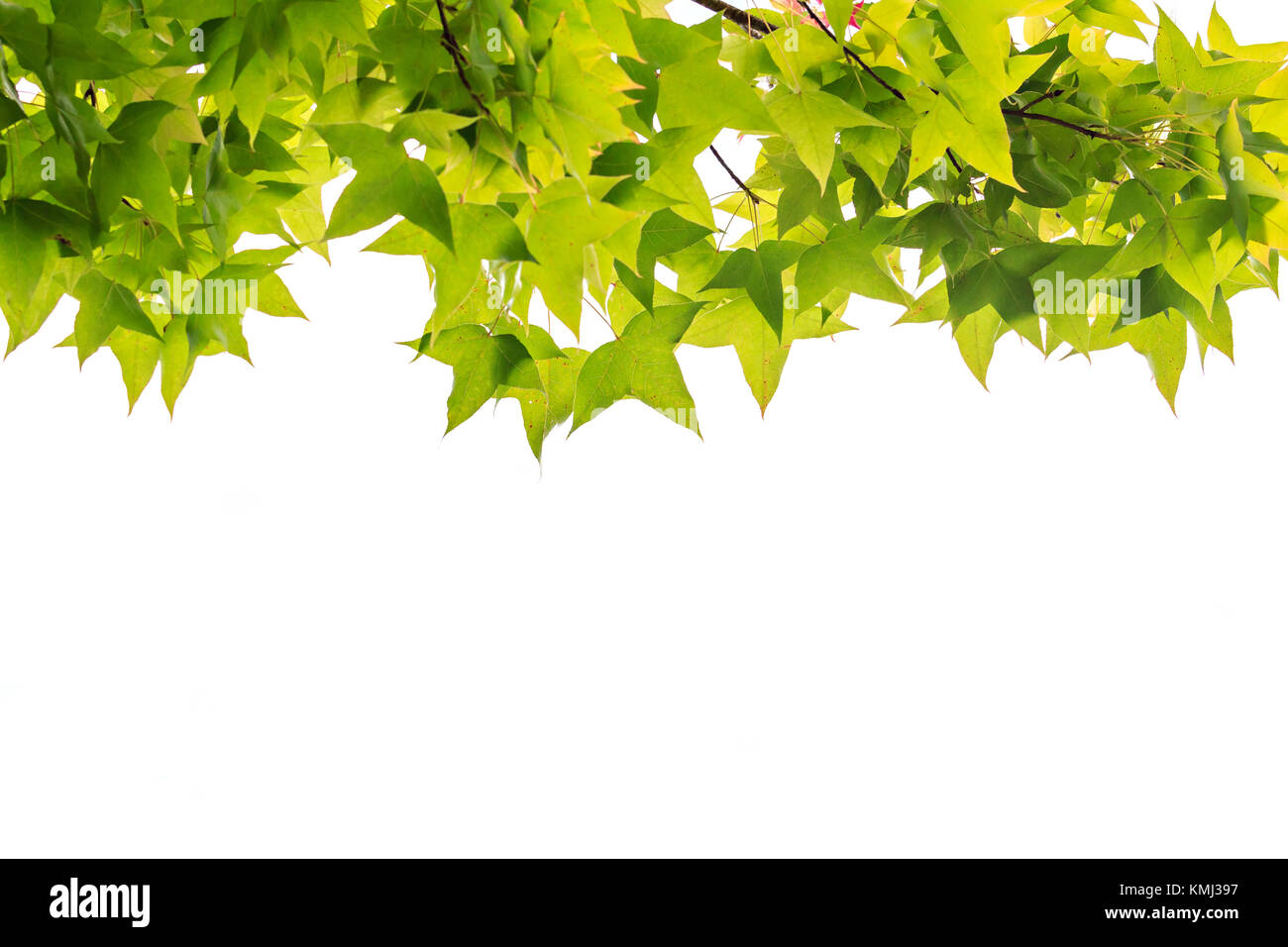 Green maple leaves isolated on white background Stock Photo - Alamy