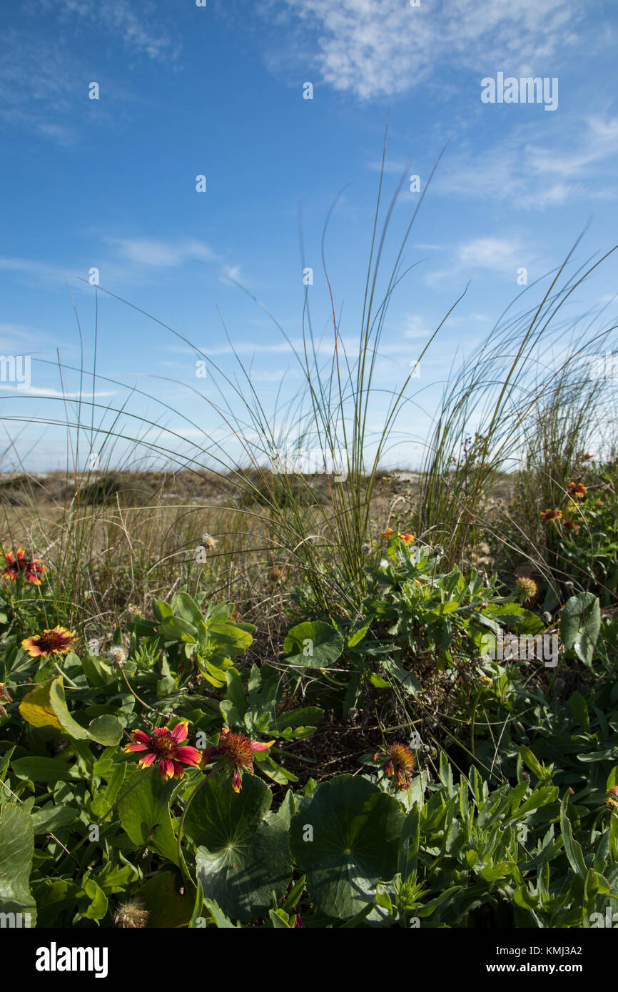 Myrtle beach state park flora hi-res stock photography and images - Alamy