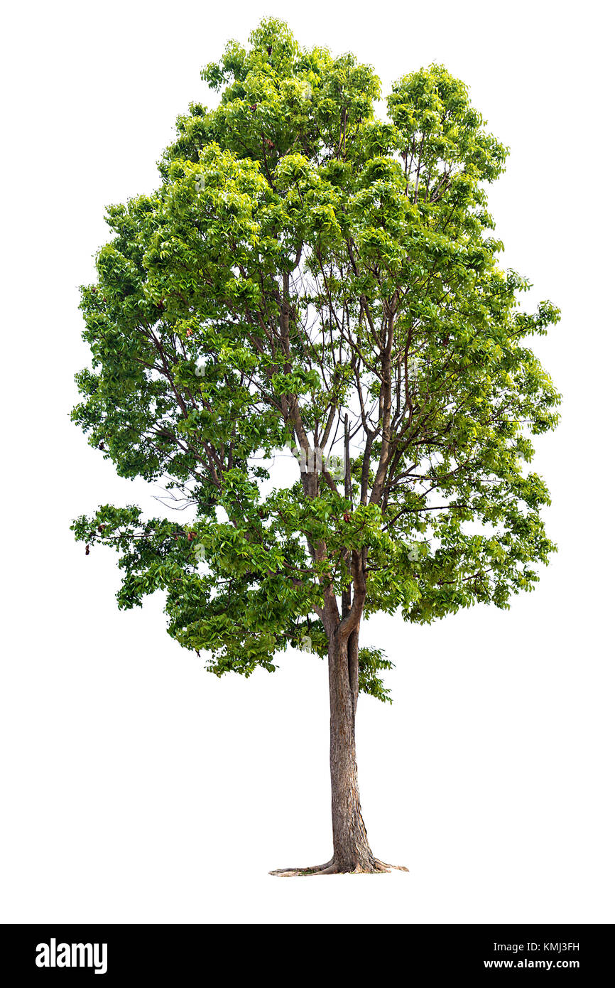 A big green tree isolated on white background Stock Photo - Alamy