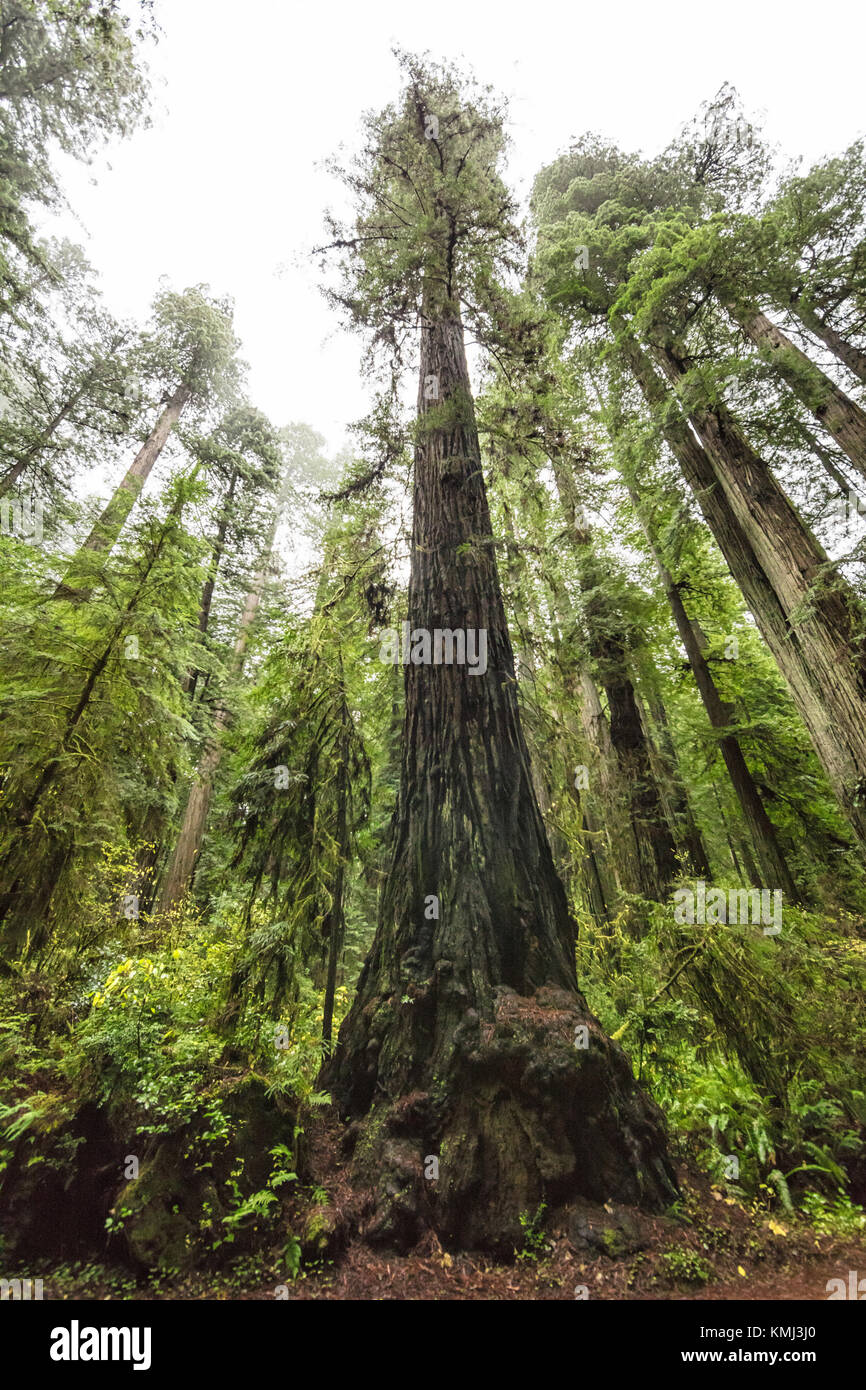 Giant Redwood trees in Prairie Creek Redwoods State Park, California ...