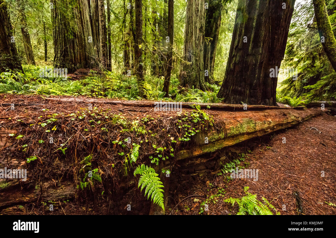 A fallen redwood tree in Prairie Creek Redwoods State Park, California ...