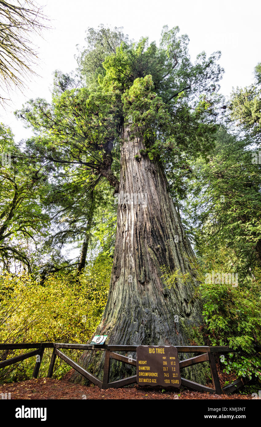 Big Tree along Big Tree Wayside in Prairie Creek Redwoods State Park ...