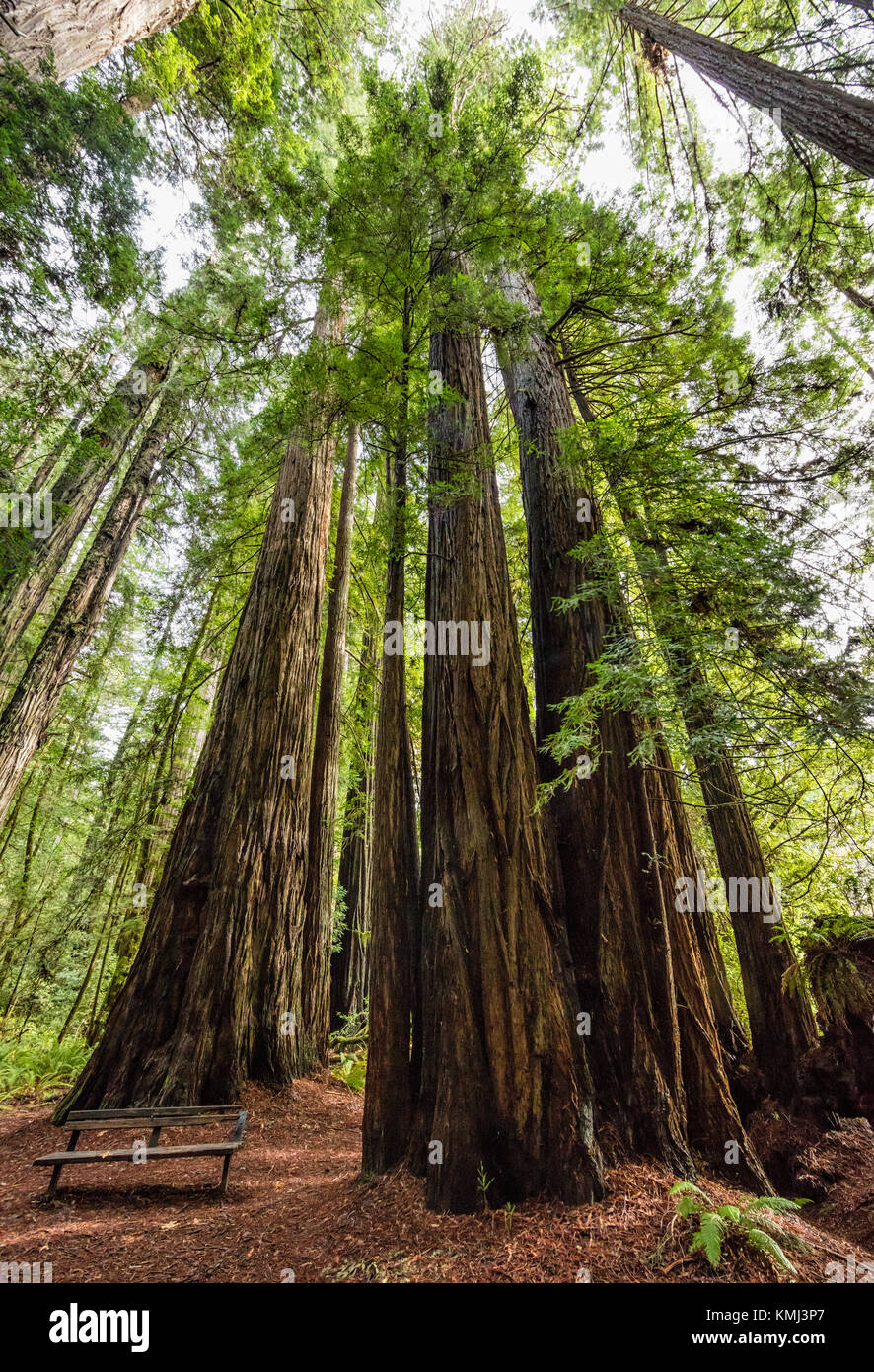 Giant Redwood trees in Tall Trees Grove, Redwood National Park ...