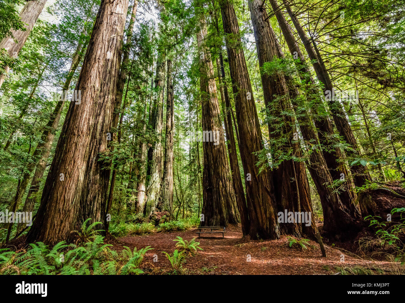 Giant Redwood trees in Tall Trees Grove, Redwood National Park ...