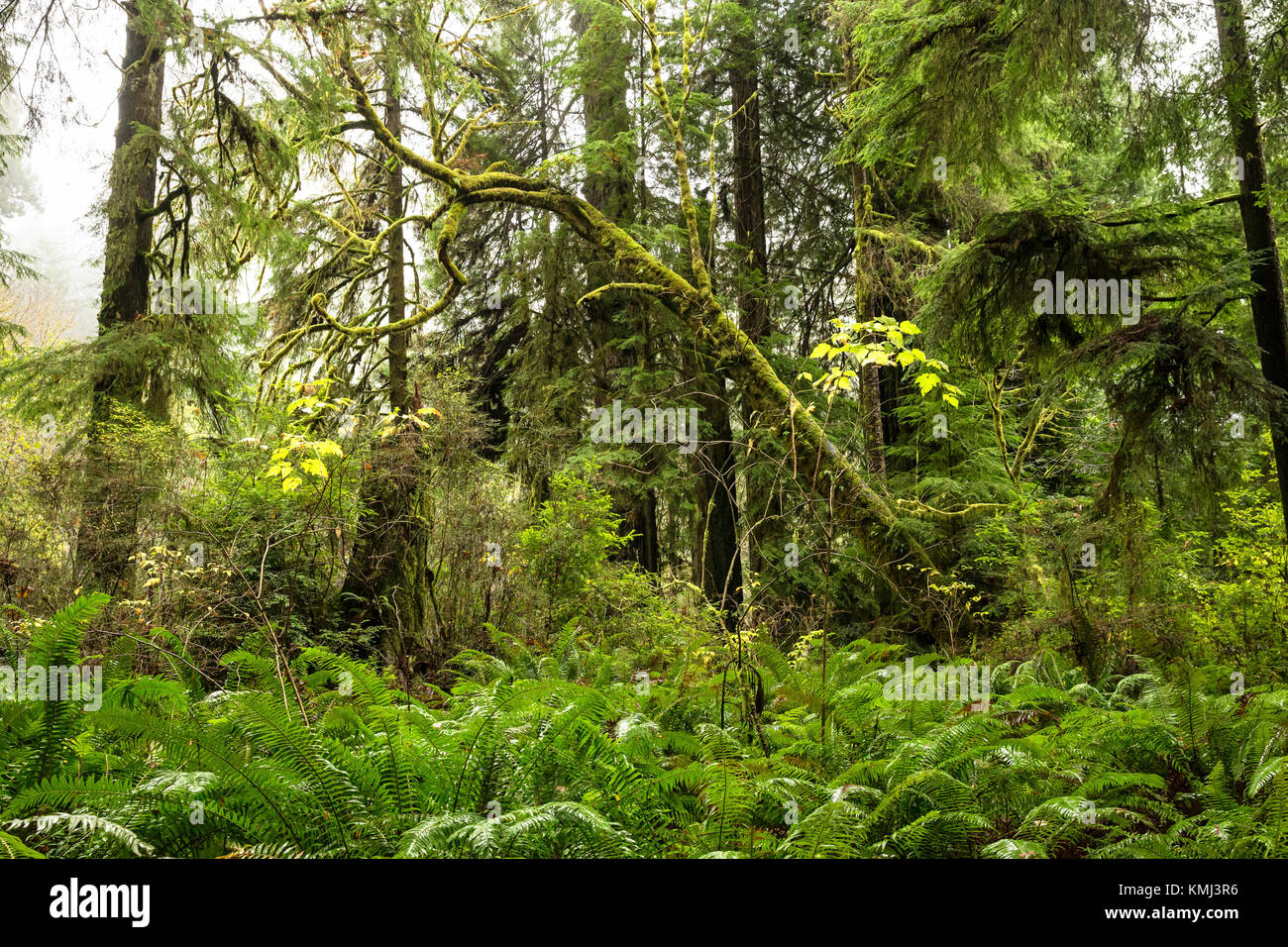 Epiphytic moss growing on redwood branches creates a sureal atmosphere ...