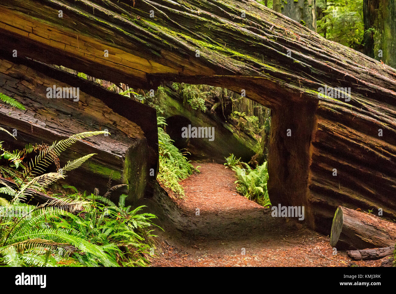 Cut through redwood along Prairie Creek Trail in Prairie Creek Redwoods ...