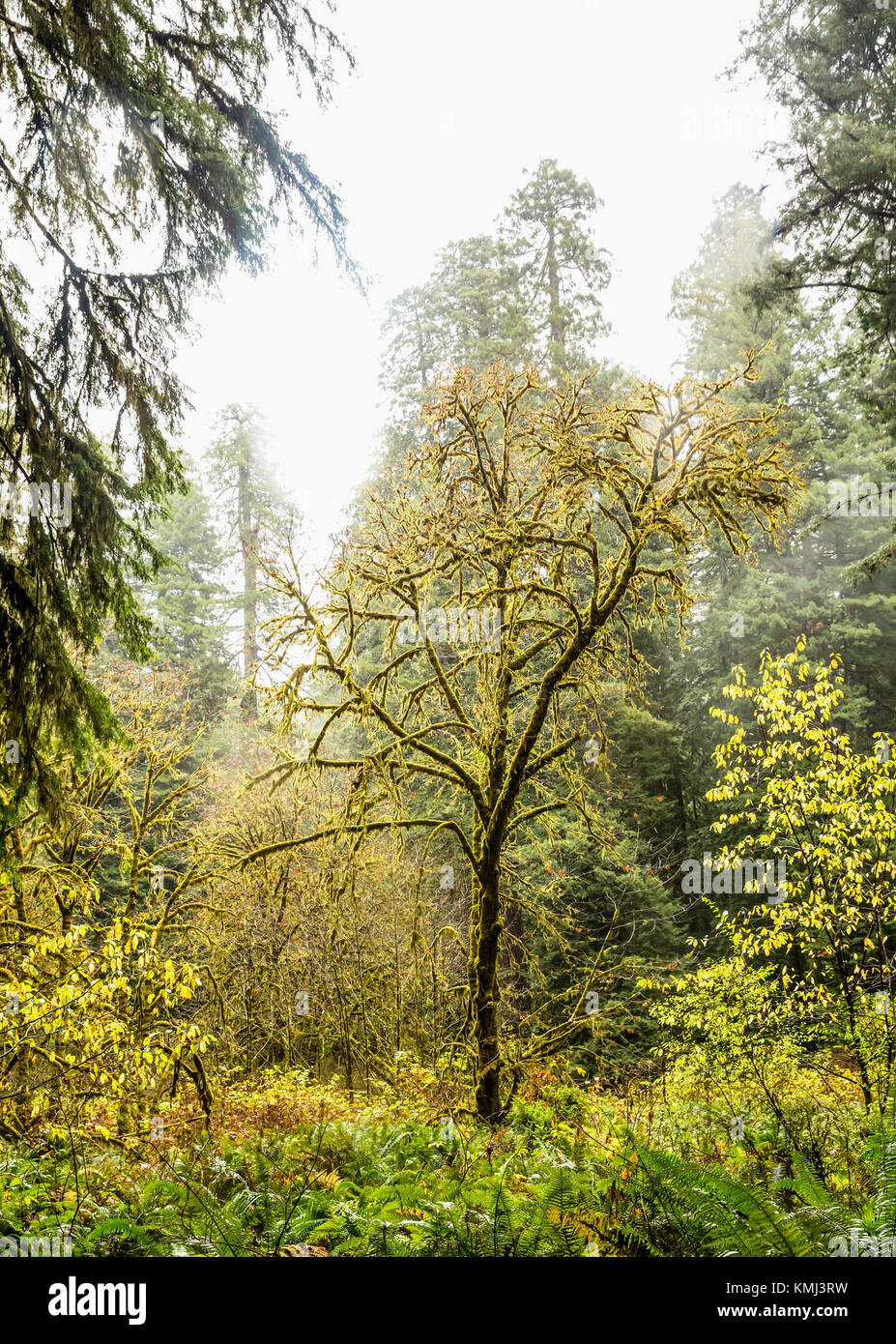 Epiphytic moss growing on redwood branches creates a sureal atmosphere ...