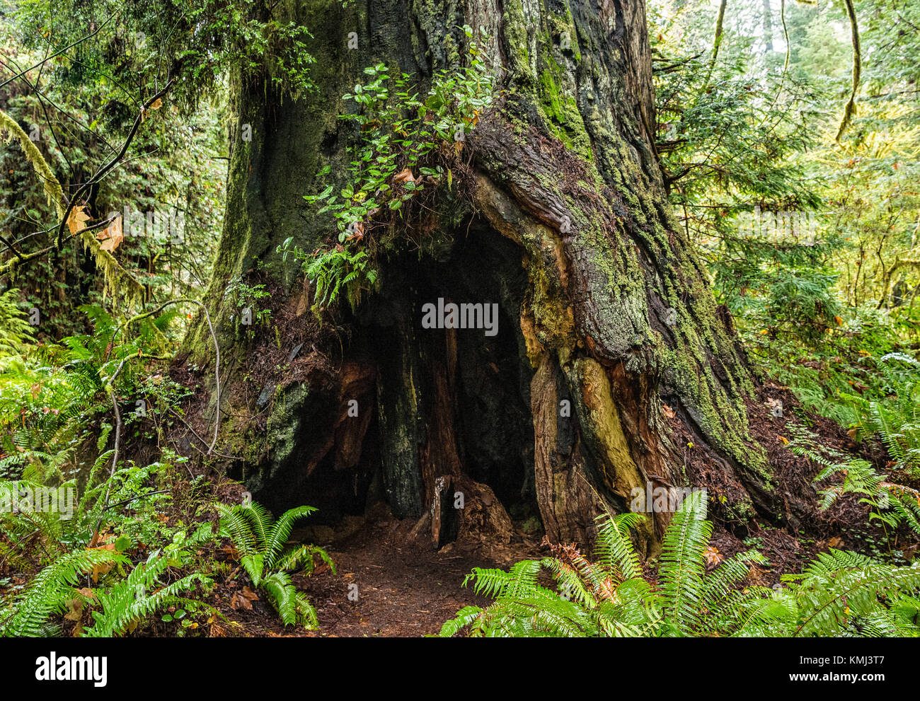 Redwood vacations hi-res stock photography and images - Alamy