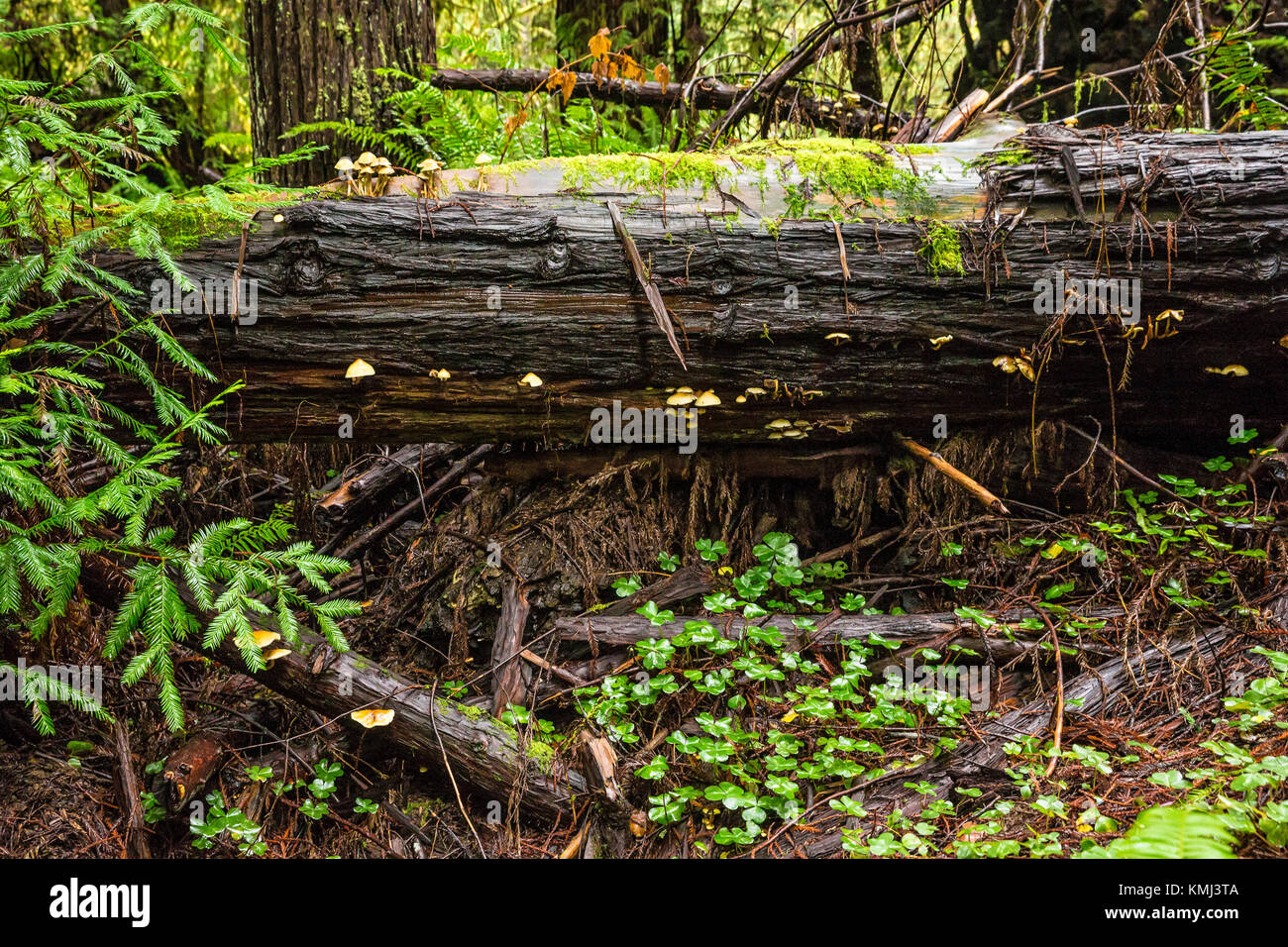 A fallen redwood tree in Prairie Creek Redwoods State Park, California ...