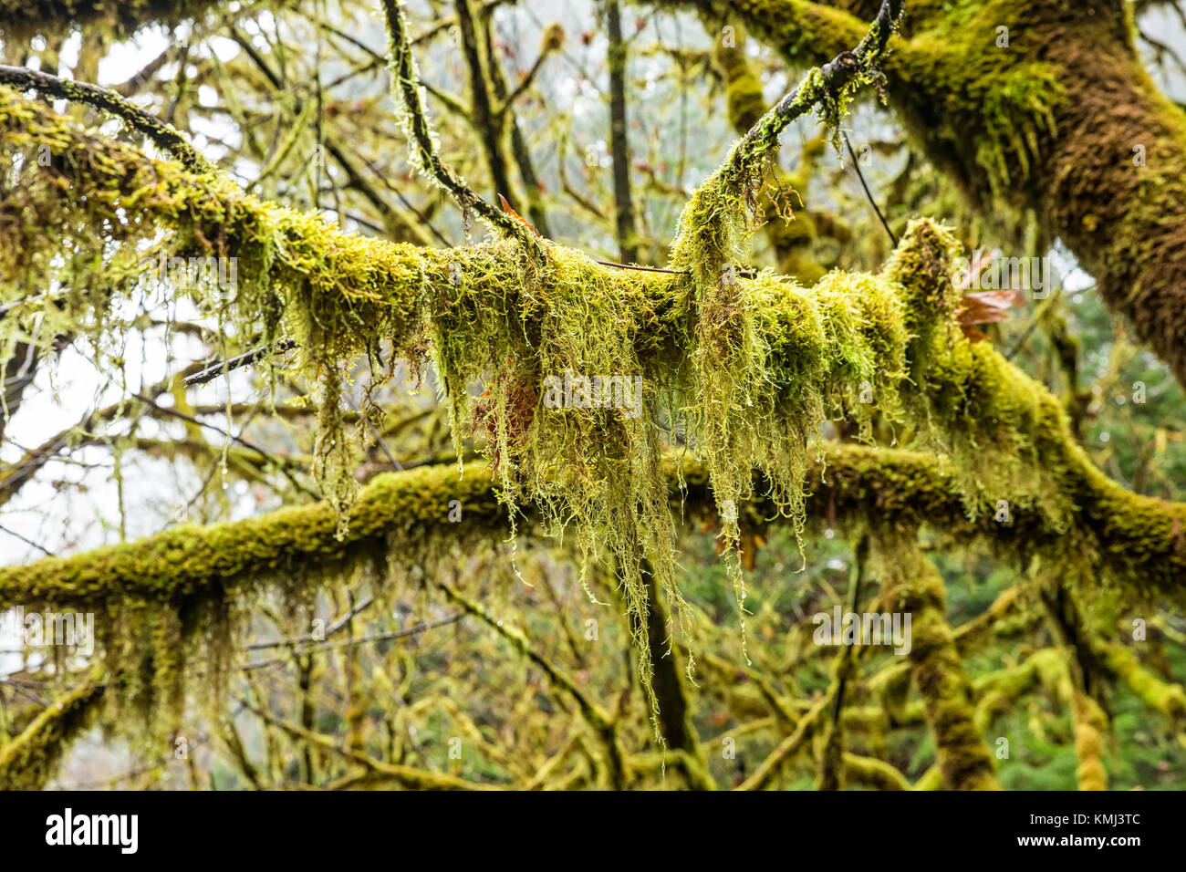 Epiphytic moss growing on redwood branches creates a sureal atmosphere ...