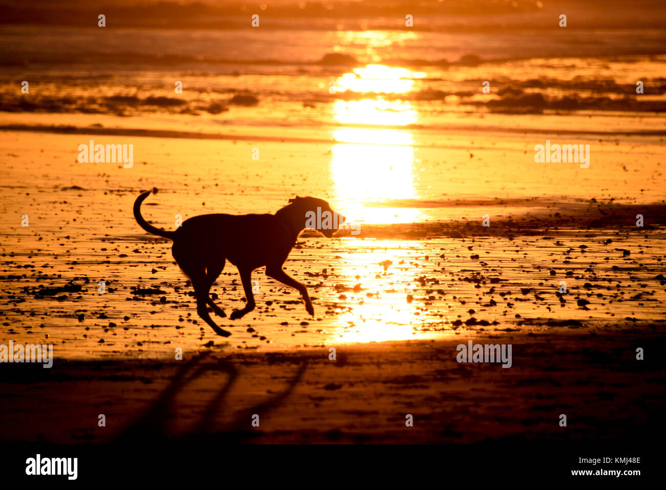 Play Dog In Sunset Silhouette High Resolution Stock Photography and ...