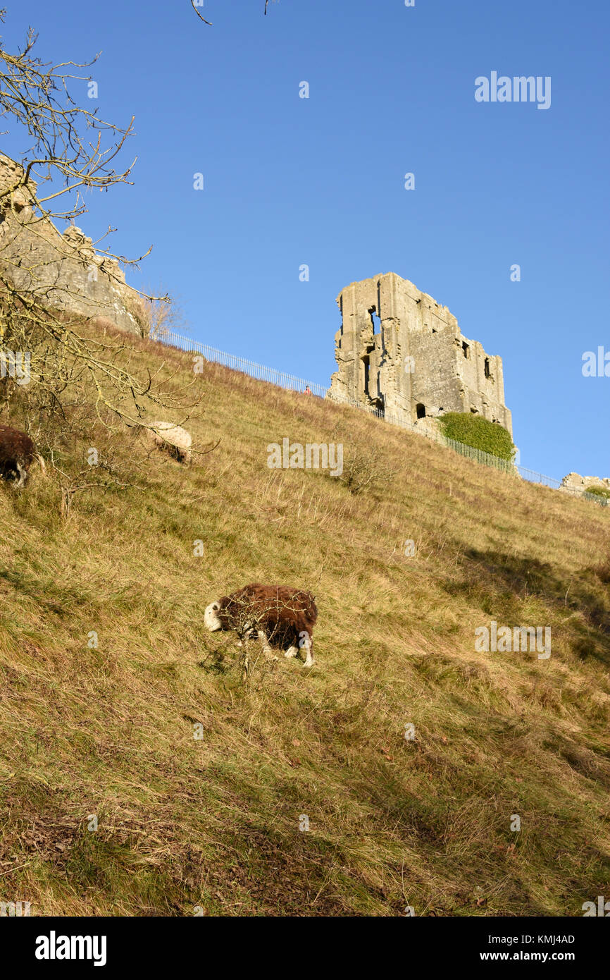Wareham castle hi-res stock photography and images - Alamy