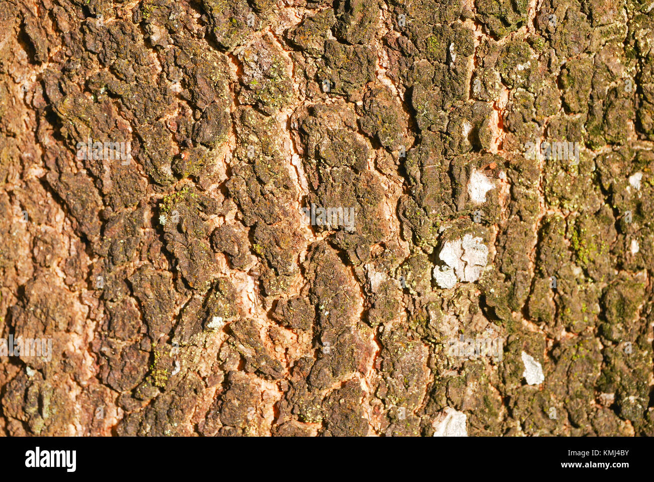 bark of tree background Stock Photo - Alamy