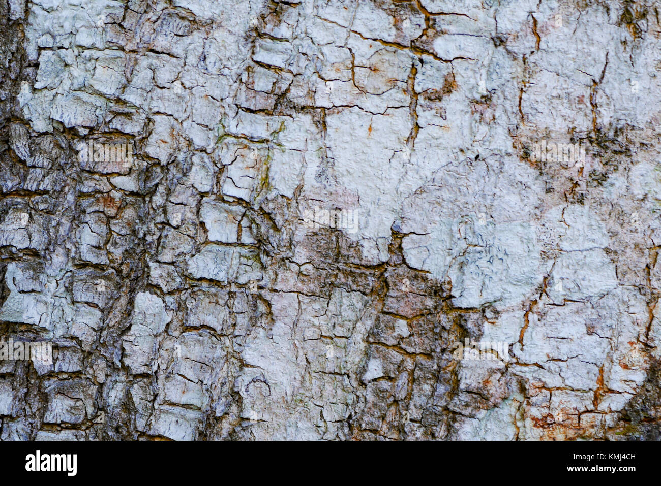 bark of tree background Stock Photo - Alamy