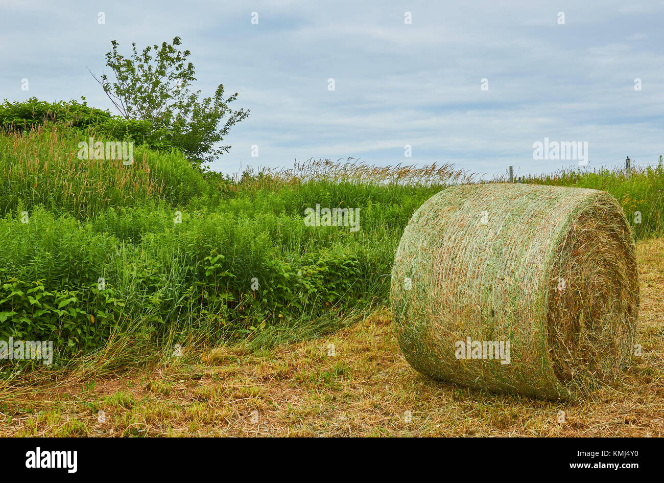 Bale of hay, Newfoundland, Canada Stock Photo - Alamy