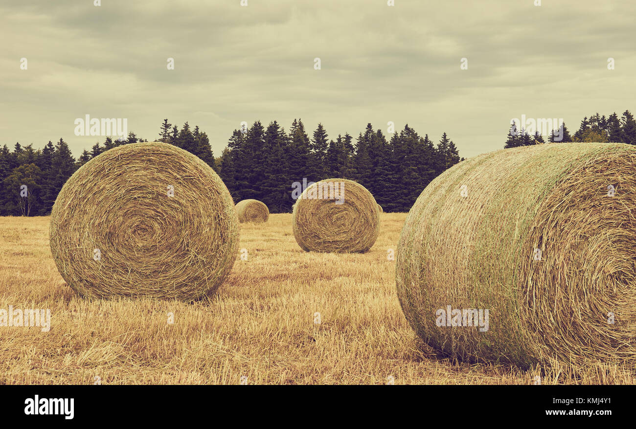 Bales of hay, Nova Scotia, Canada Stock Photo - Alamy
