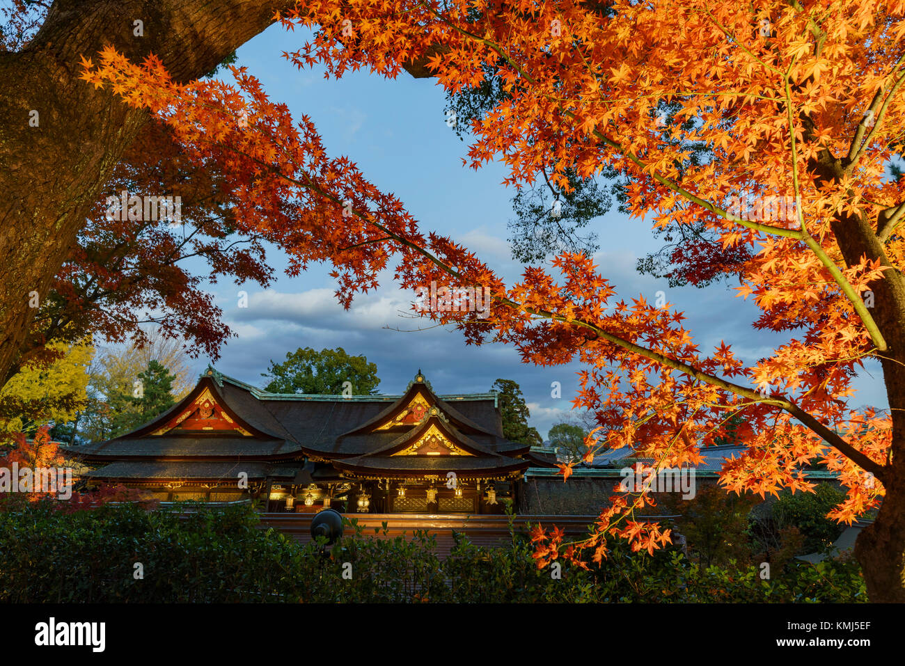 Beautiful night fall color, main building of Kitano Tenmangu at Kyoto ...