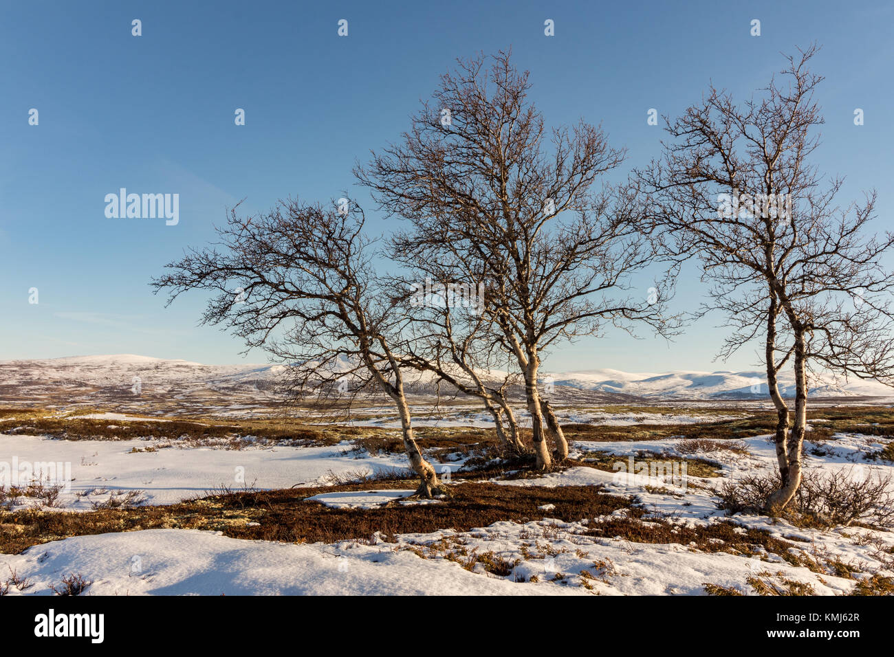 Three mountain birch trees, moss and lichen with winter mountains in ...