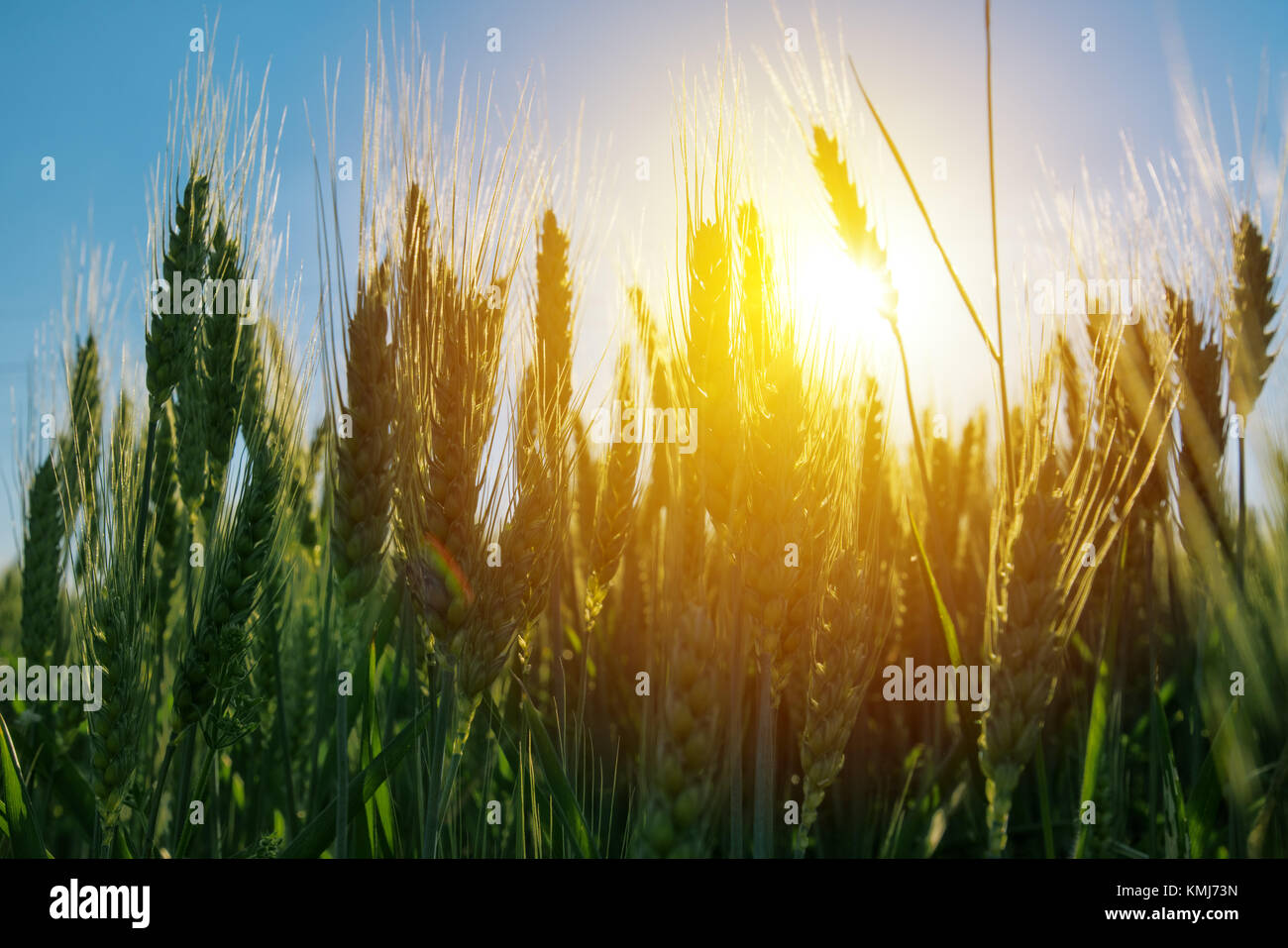 Green cultivated agricultural barley field Stock Photo - Alamy