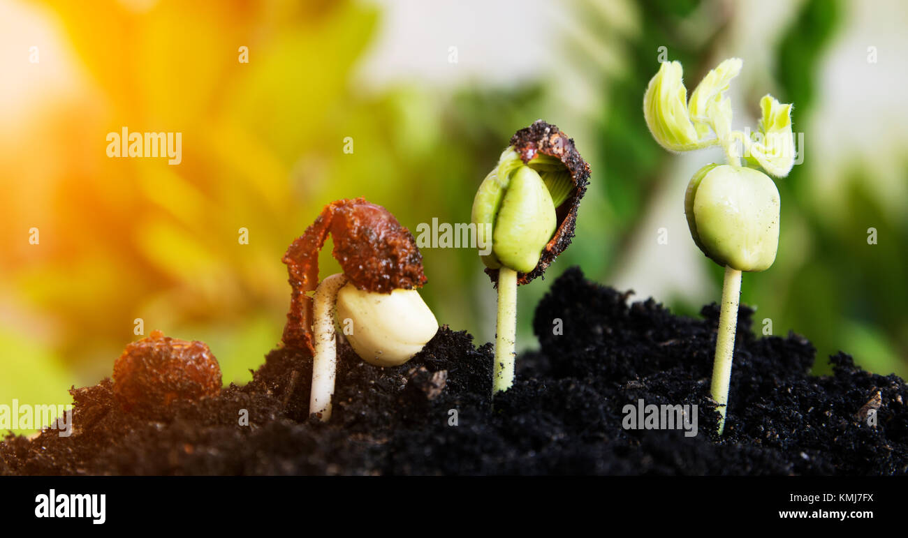seed , plant to tree Stock Photo - Alamy