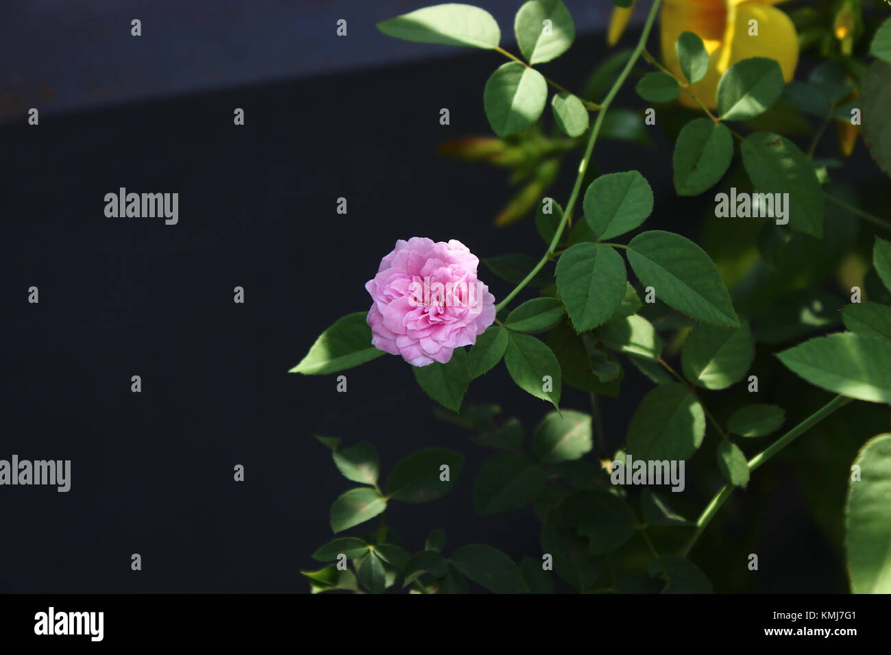 Vibrant rose hi-res stock photography and images - Alamy