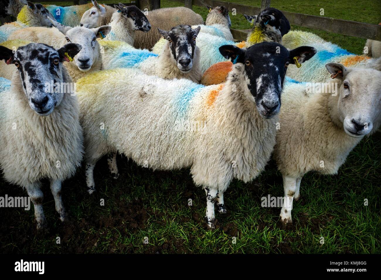 Different but united hi-res stock photography and images - Alamy