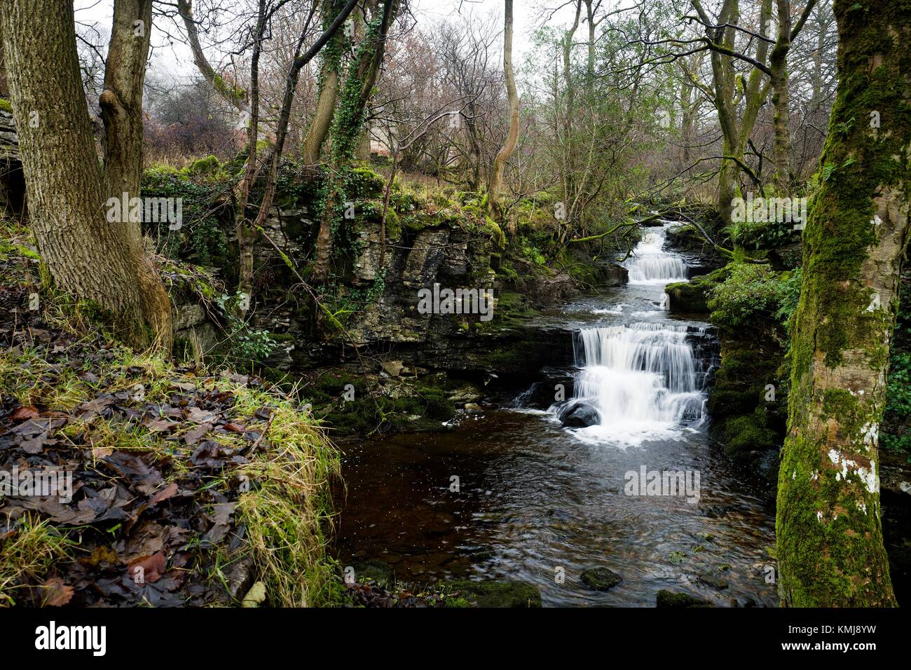 Rio con arboles hi-res stock photography and images - Alamy