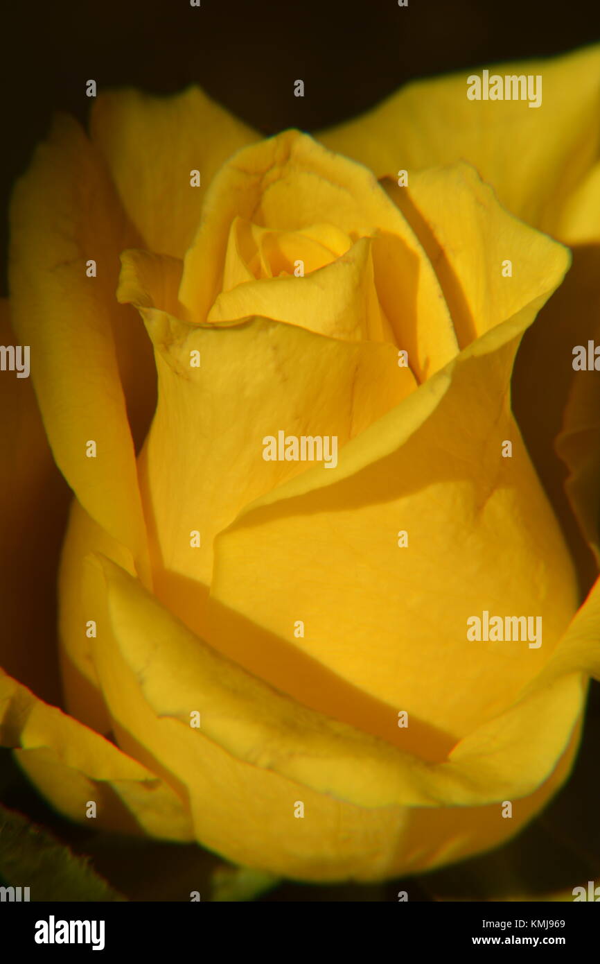 single yellow rose on dark background Stock Photo - Alamy