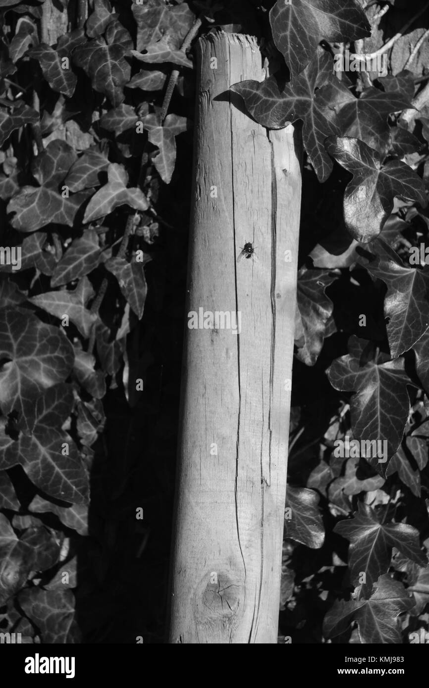 Form wood garden Black and White Stock Photos & Images - Alamy