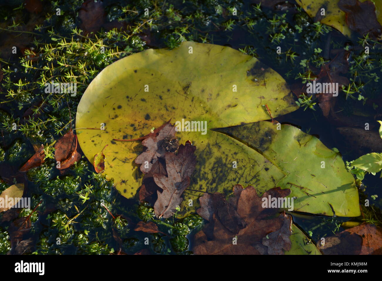 Aquatic shapes hi-res stock photography and images - Alamy