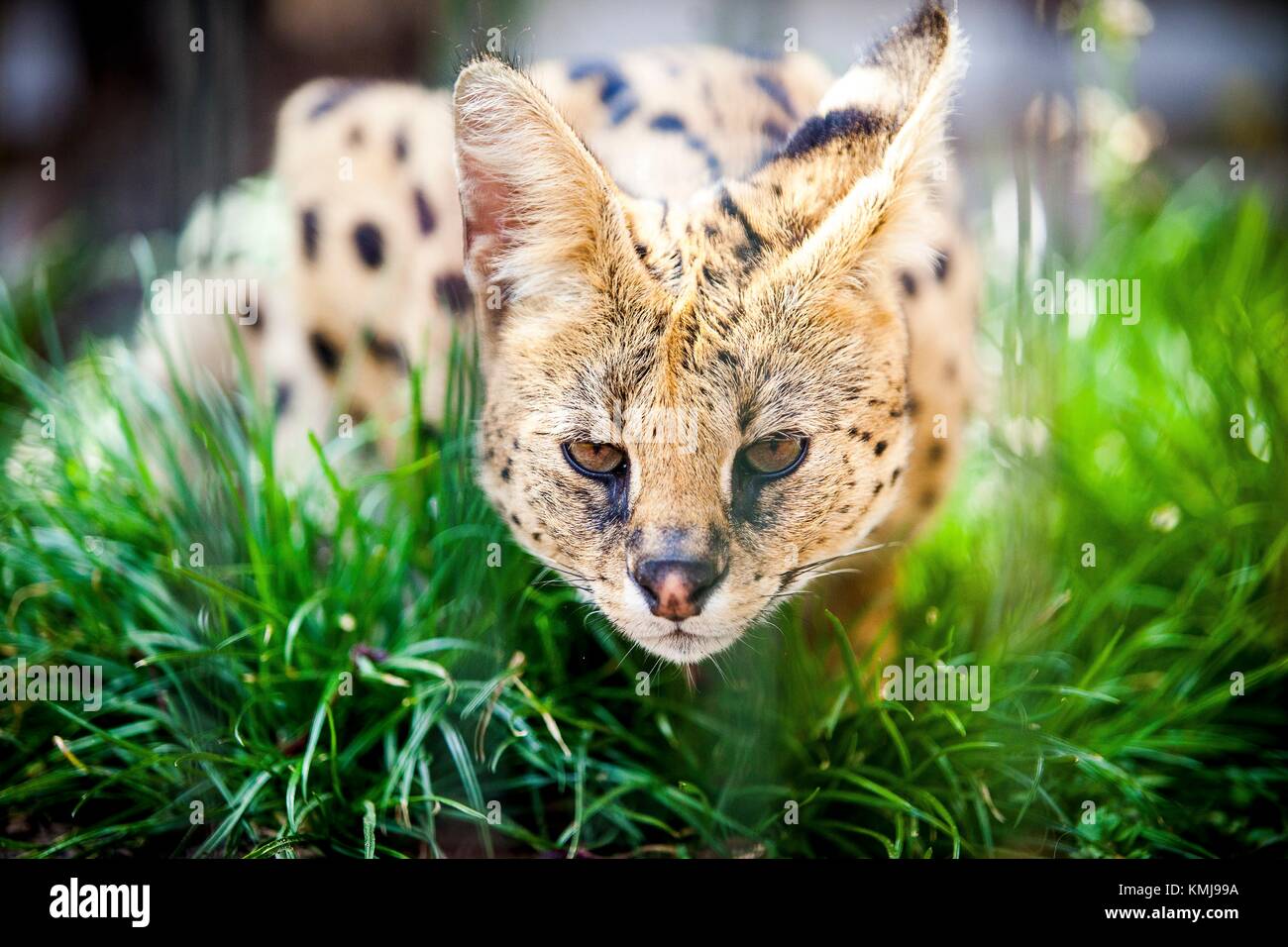African Serval Cat High Resolution Stock Photography and Images - Alamy