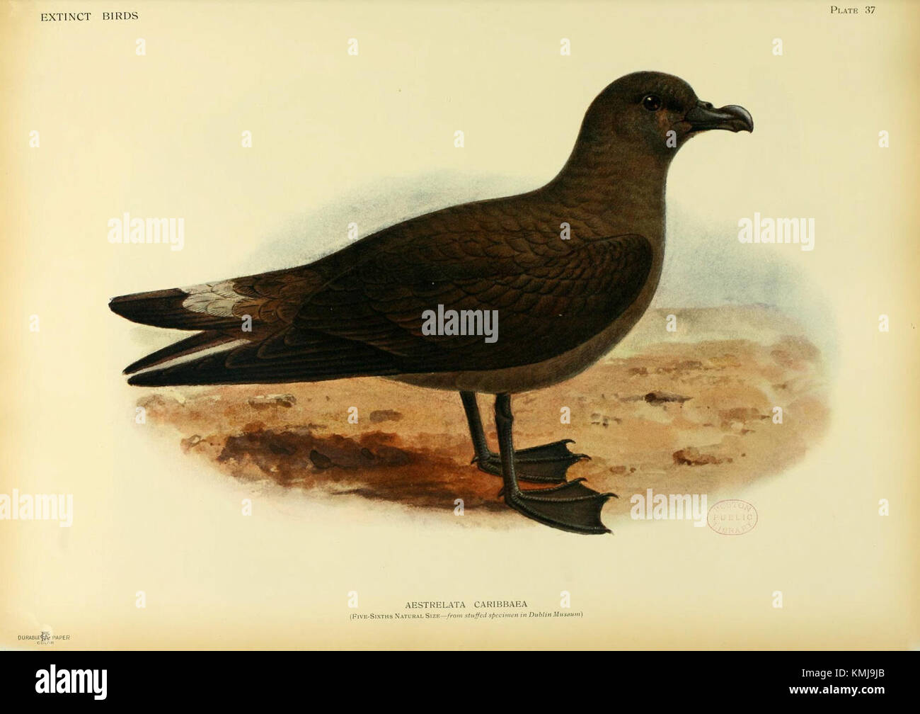 This image is part of a collection documenting extinct bird species ...