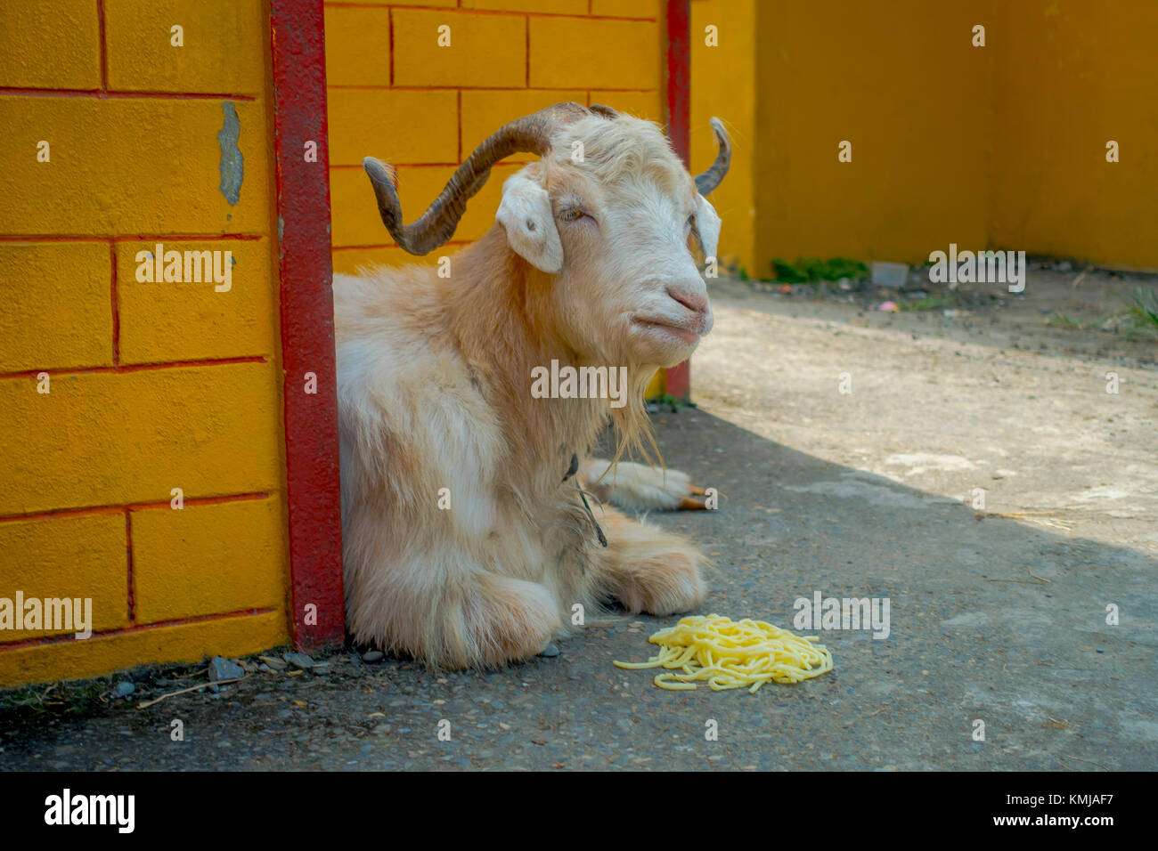 Outdoor view of a white goat resting in a hall with noddles in the ...