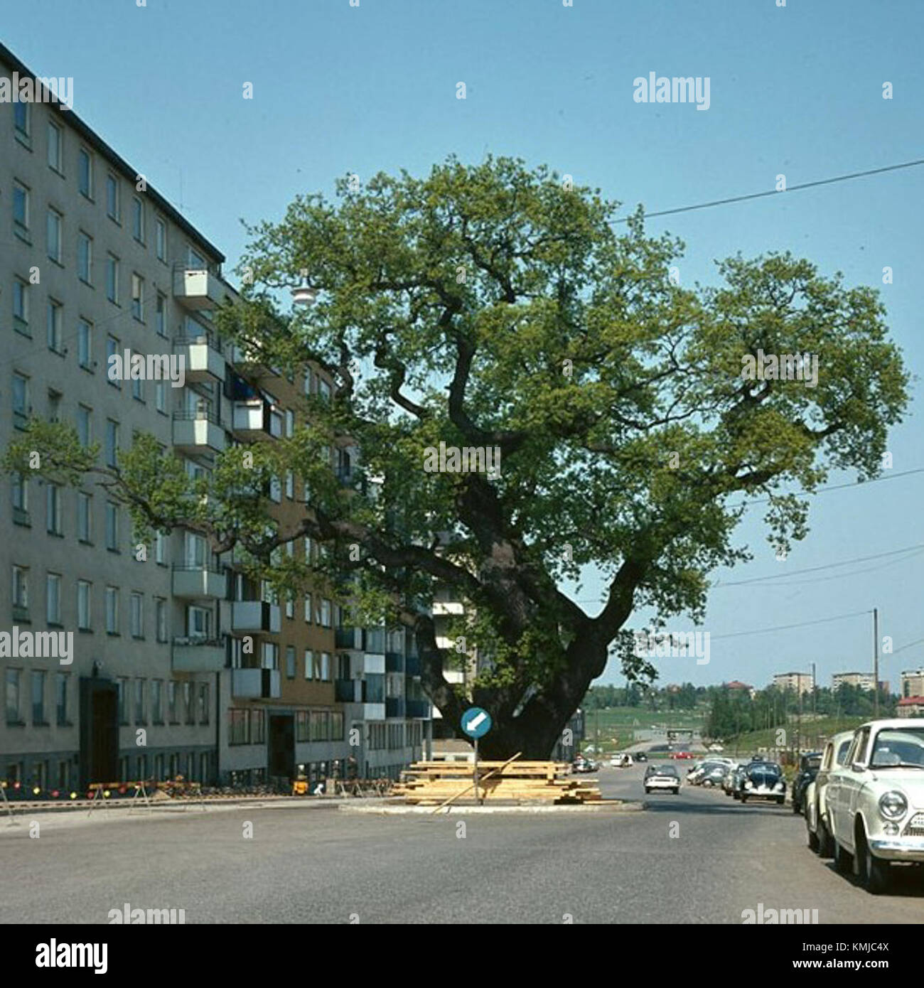 'TV Eken 1963' refers to the iconic oak tree located outside the ...