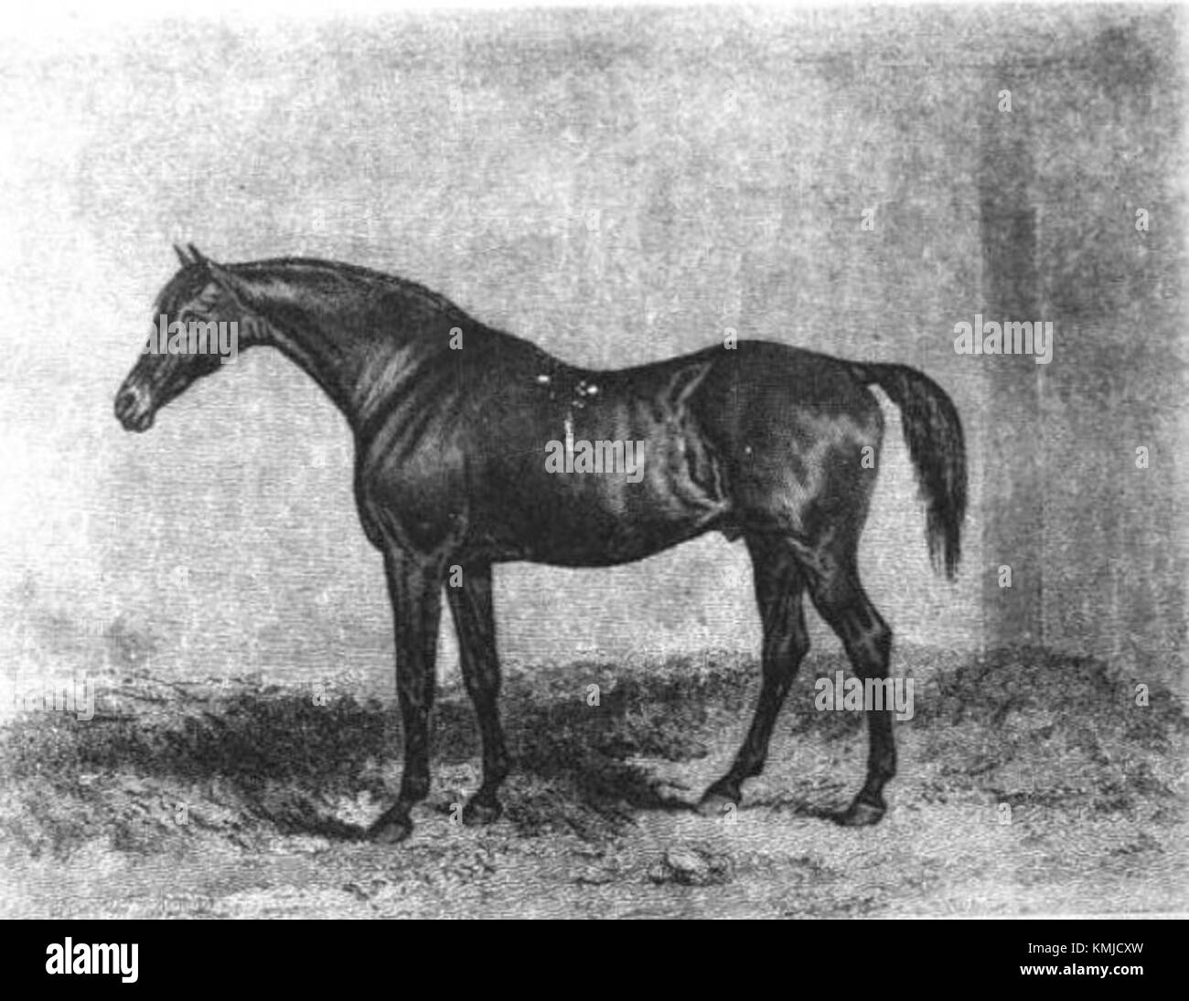 Mammals of canada Black and White Stock Photos & Images - Alamy