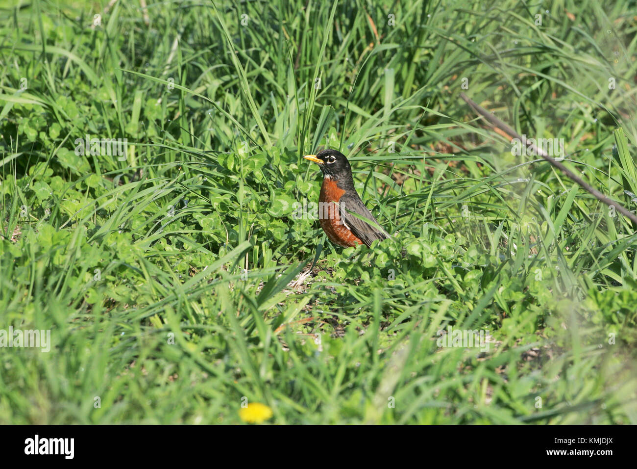 American robin adult hi-res stock photography and images - Alamy