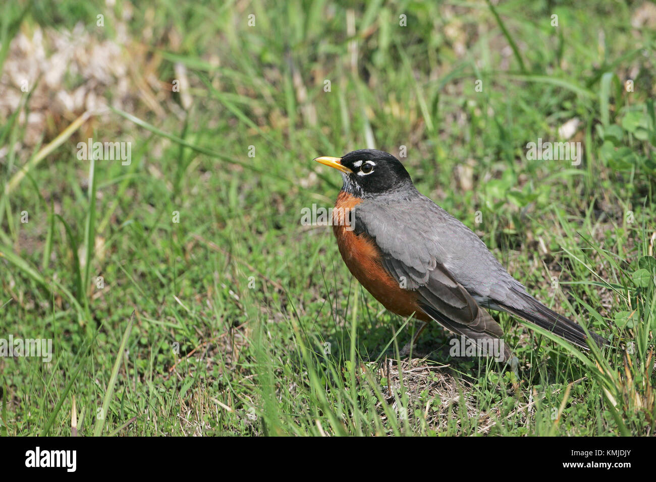 American robin on grass hi-res stock photography and images - Alamy