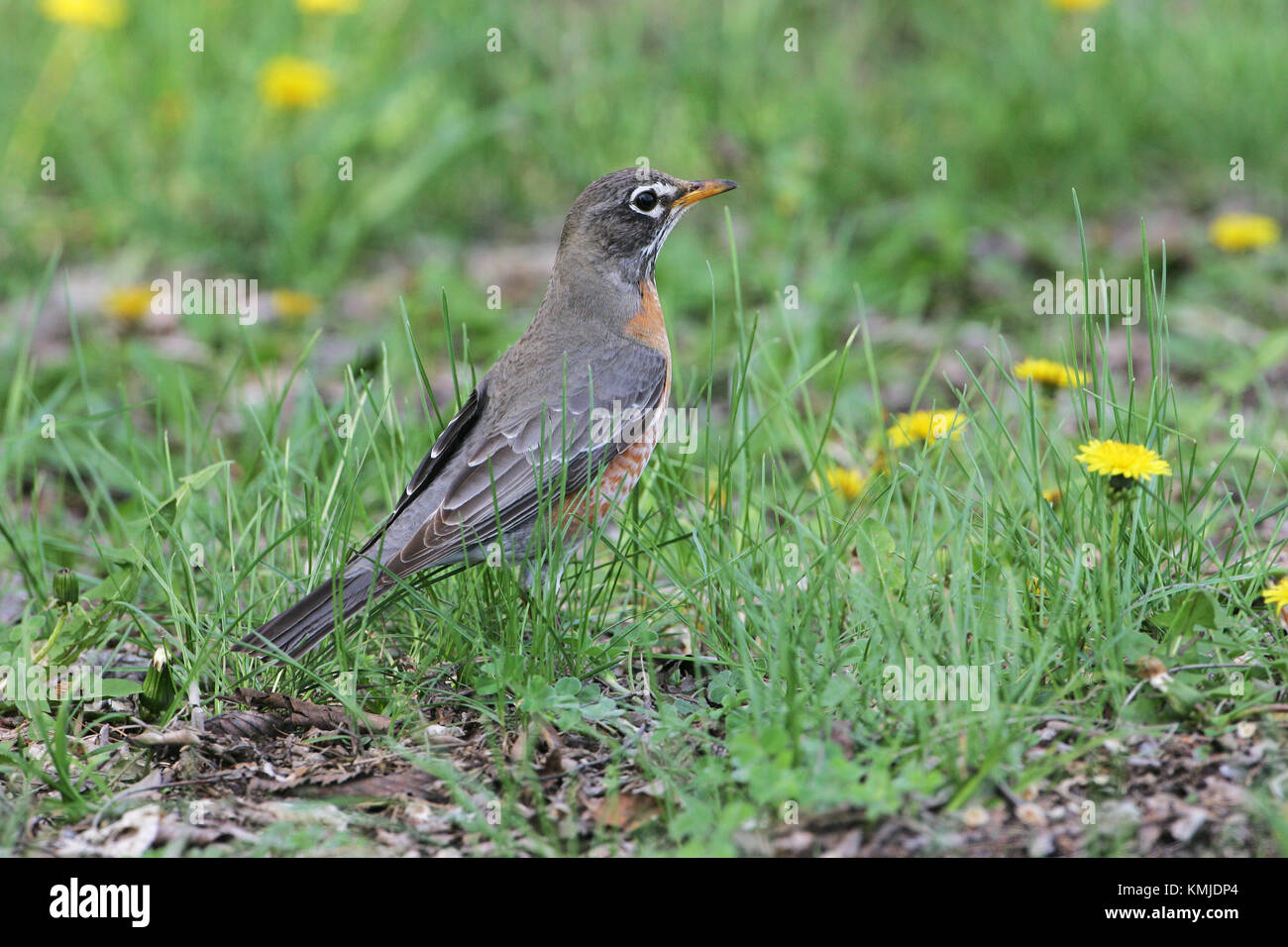 Female robin hi-res stock photography and images - Alamy