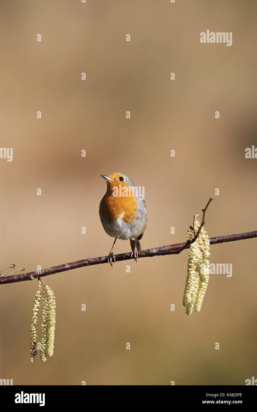 European robin Erithacus rubecula perchedin hazel New Forest National ...