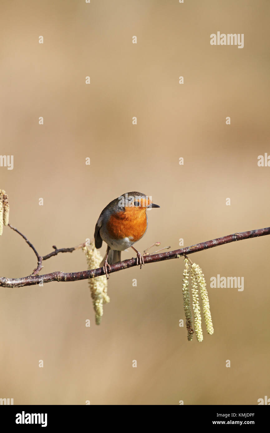 European robin Erithacus rubecula perchedin hazel New Forest National ...