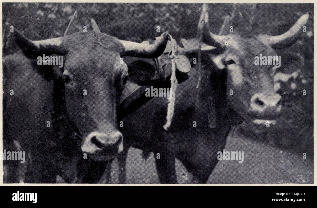 This image depicts a yoke of draught oxen from 1909, showcasing ...