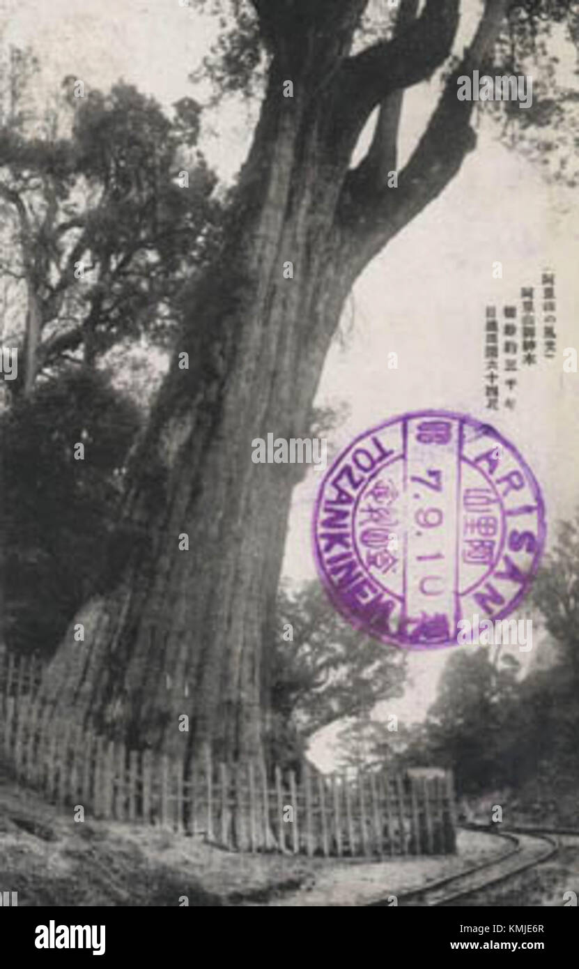 The Alishan Sacred Tree, located in the Alishan Mountain Range of ...