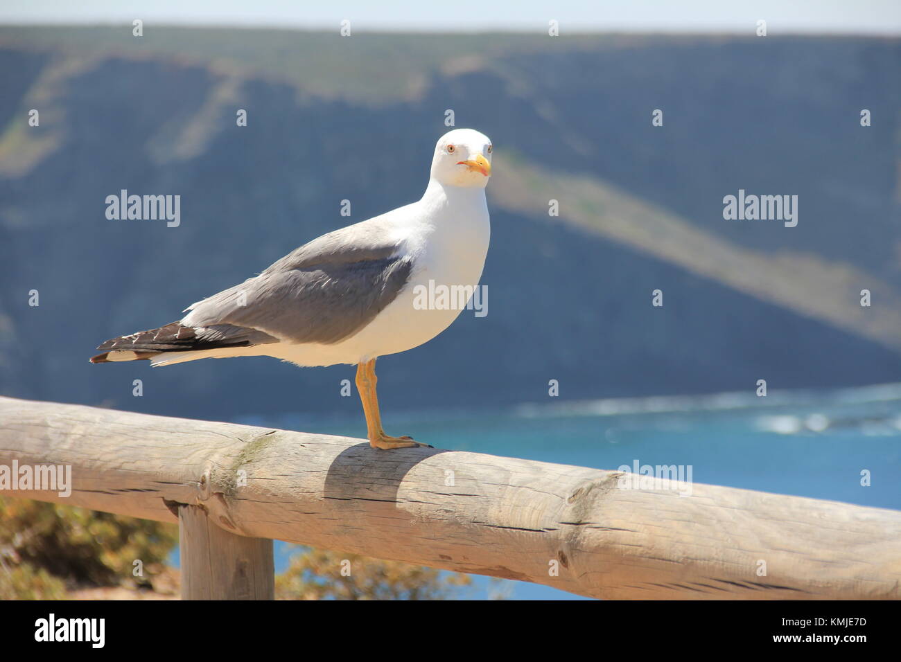 Algarve scenic garden hi-res stock photography and images - Alamy