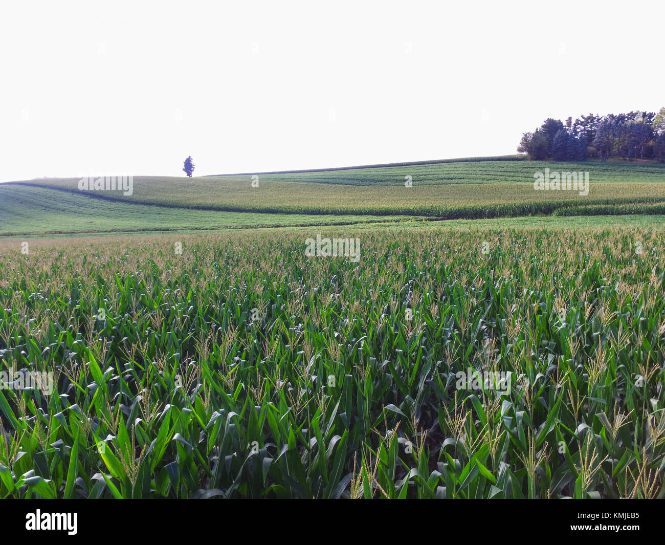 Crop rotation corn hi-res stock photography and images - Alamy