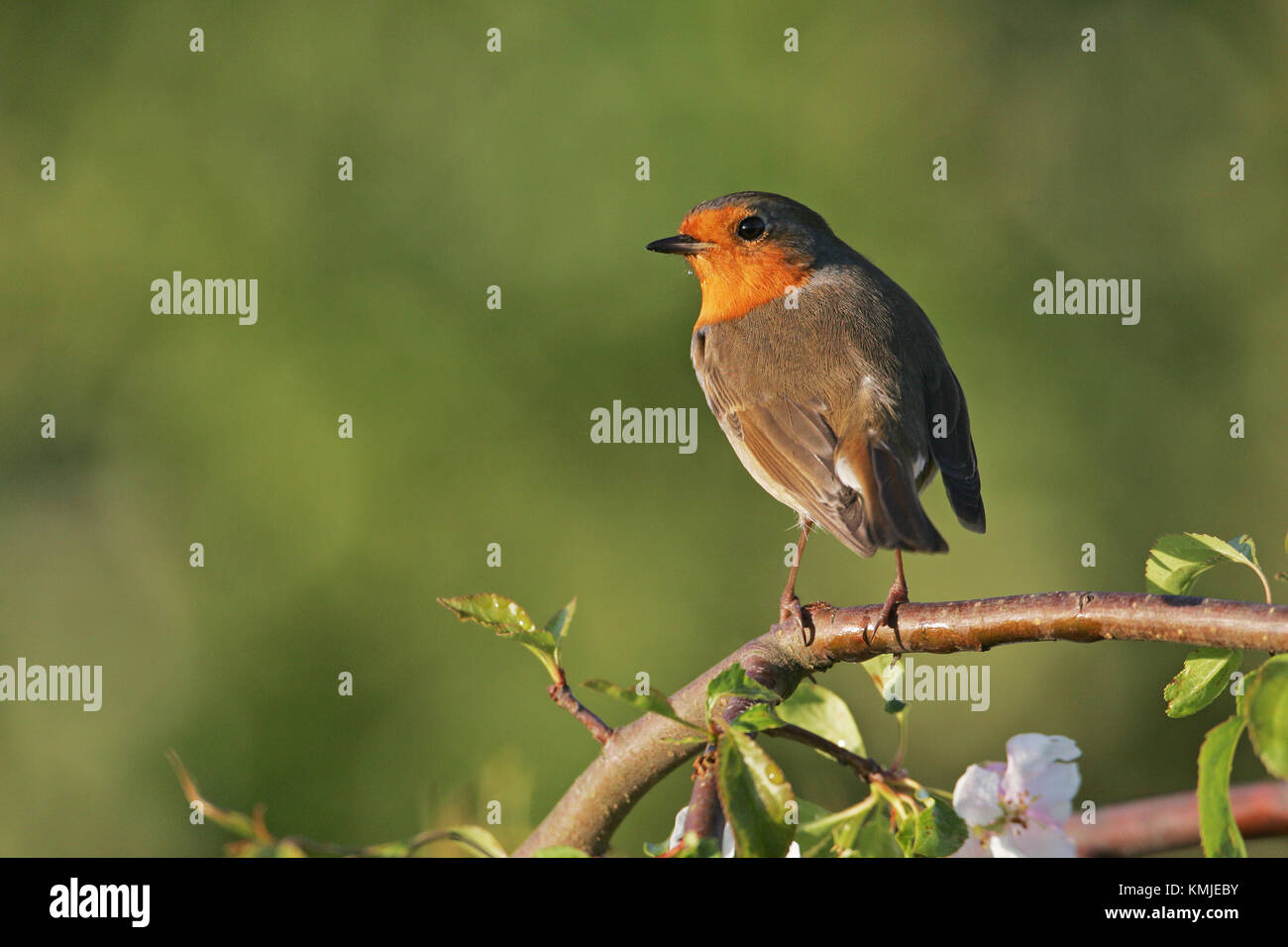 Robin in cherry tree hi-res stock photography and images - Alamy